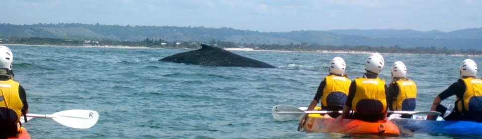 Go Sea Kayak Byron Bay - Dolphin Sea Kayak Tour