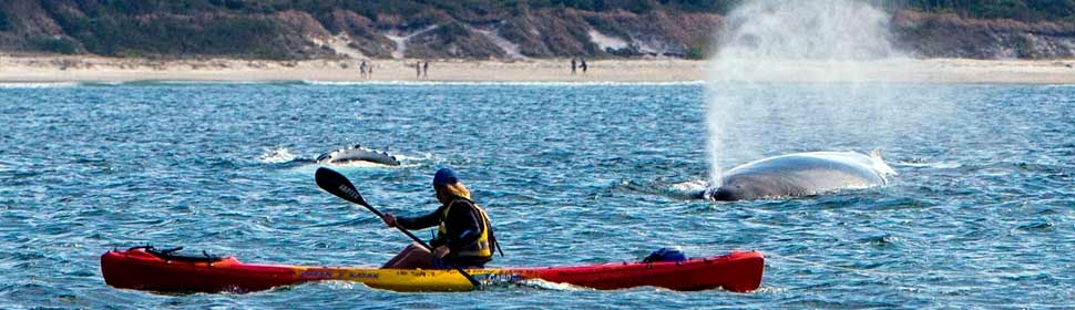 Go Sea Kayak Byron Bay - Dolphin Sea Kayak Tour