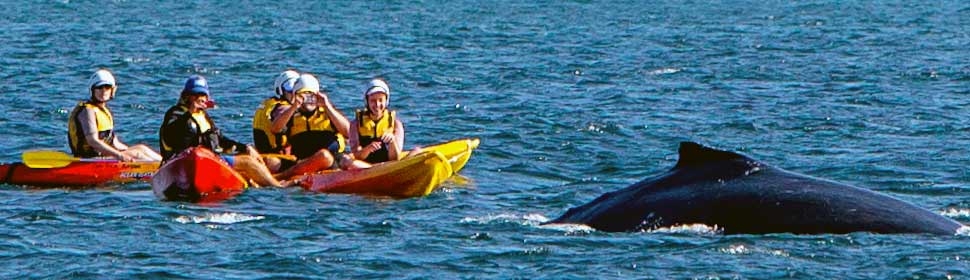 Go Sea Kayak Byron Bay - Dolphin Sea Kayak Tour
