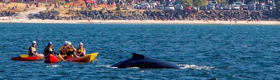 Go Sea Kayak Byron Bay - Dolphin Sea Kayak Tour