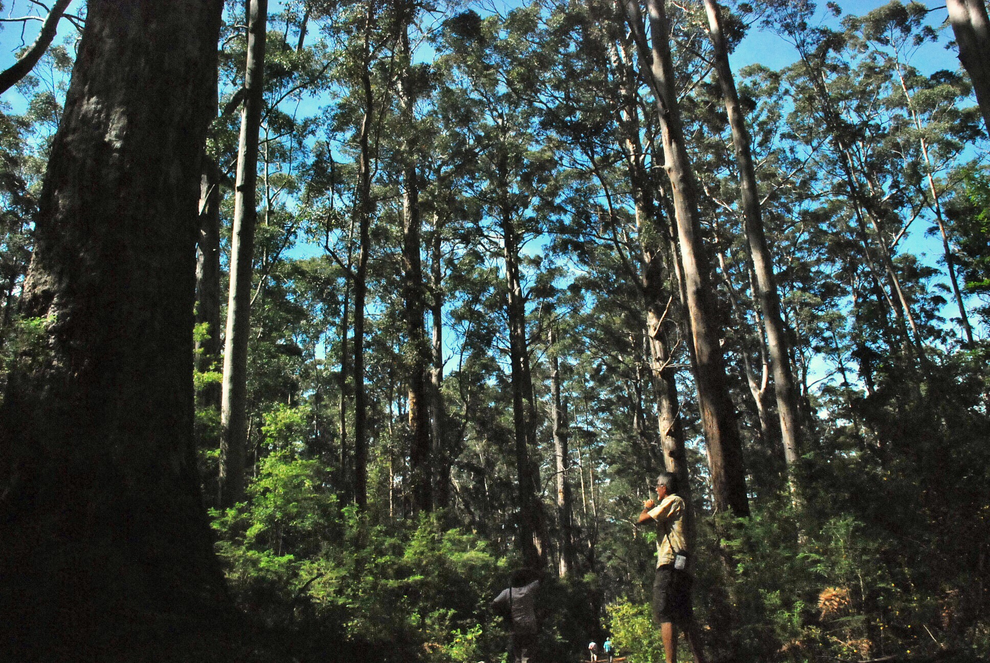 Beach & Forest Tag Along tour - Pemberton Discovery Tours Reservations