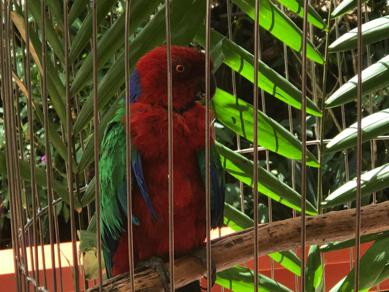 Fiji Eco Tours and Things to Do in Fiji, Kula Eco Park