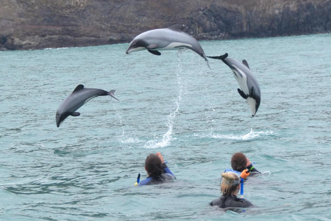 Akaroa Swimming with Dolphins - Small Group Tour. - Canterbury Trails ...