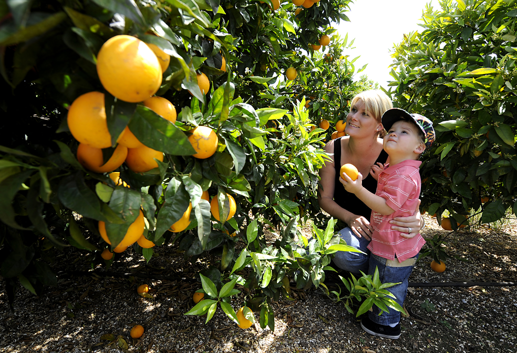 Swan Valley, Wildlife Park, Winery & Fruit Orchard - Aussie Perth Tours ...
