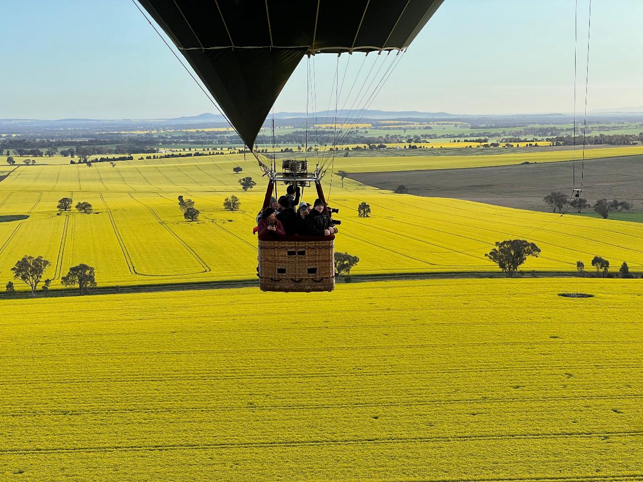 Canola Balloon Flight - Temora - Goldrush Ballooning Reservations