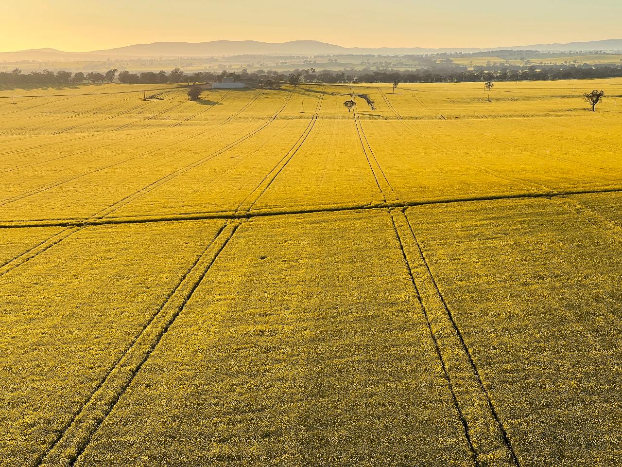 Canola Balloon Flight - Temora - Goldrush Ballooning Reservations