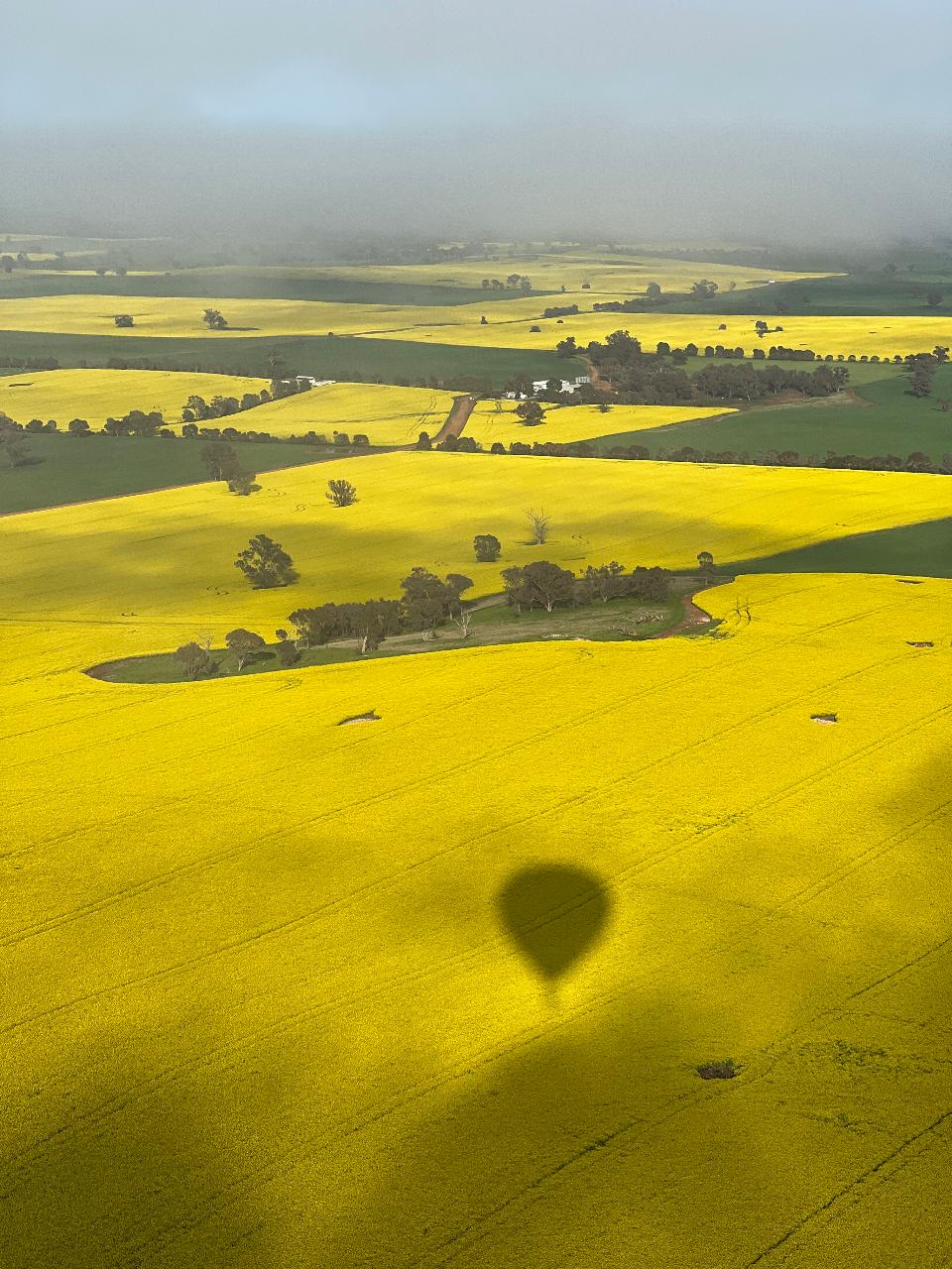 Canola Balloon Flight - Temora - Goldrush Ballooning Reservations
