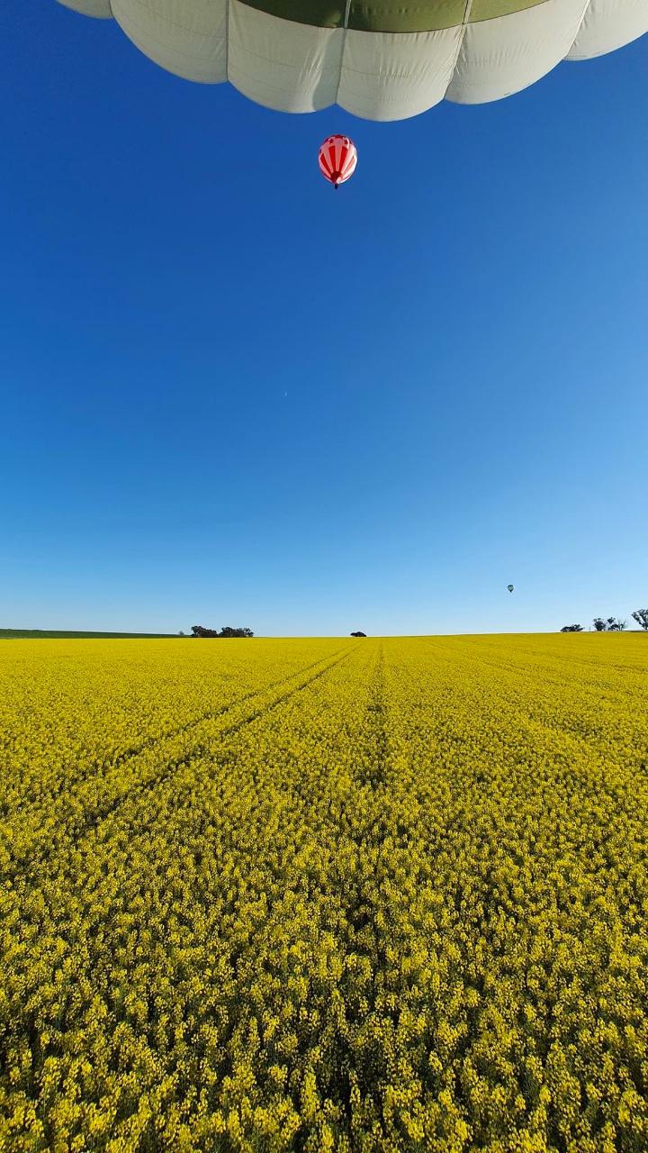 Canola Balloon Flight - Temora - Goldrush Ballooning Reservations
