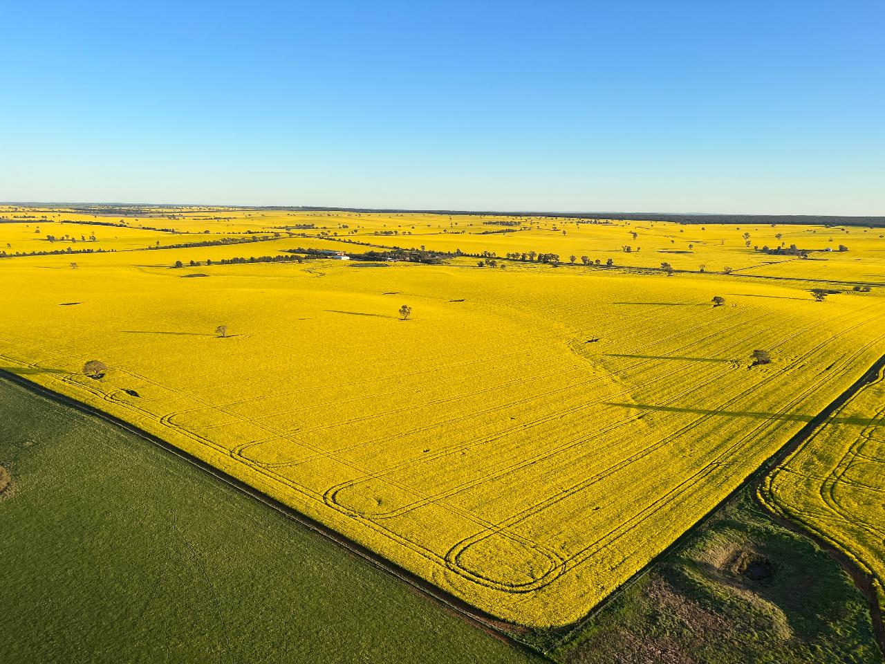 Canola Balloon Flight - Temora - Goldrush Ballooning Reservations