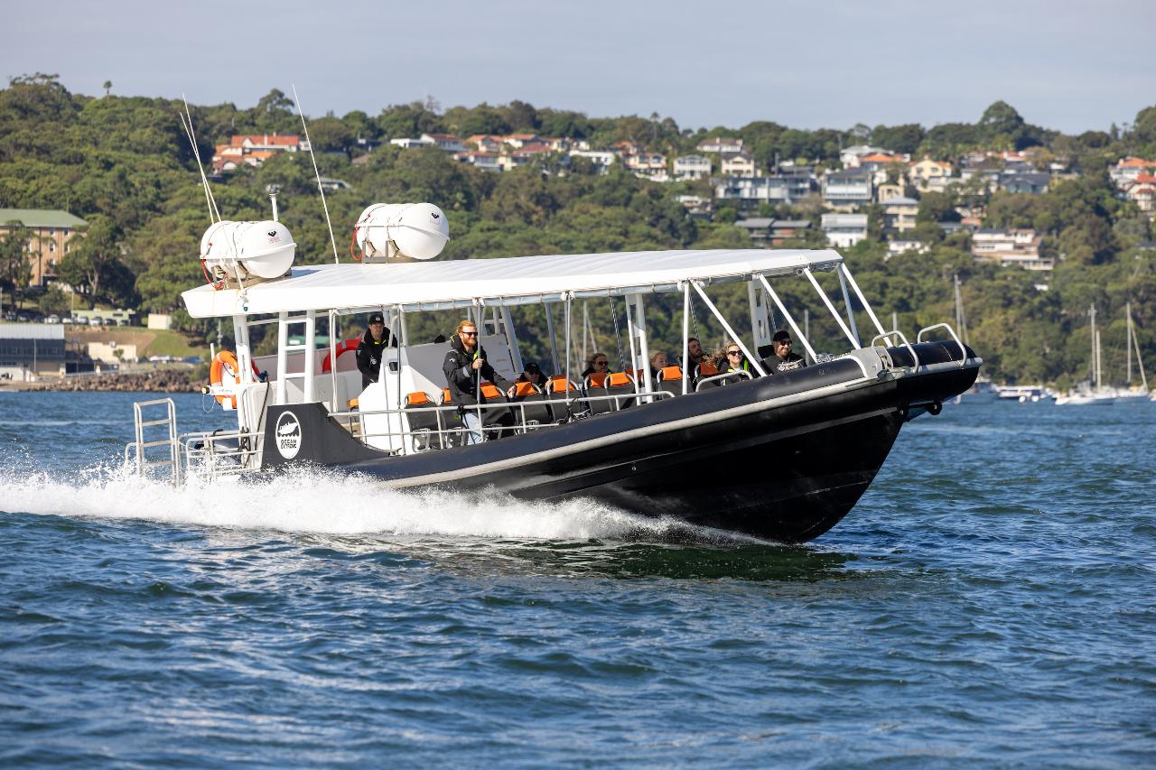 Whale Watching on vessel OSPREY - Circular Quay Departure - Ocean ...