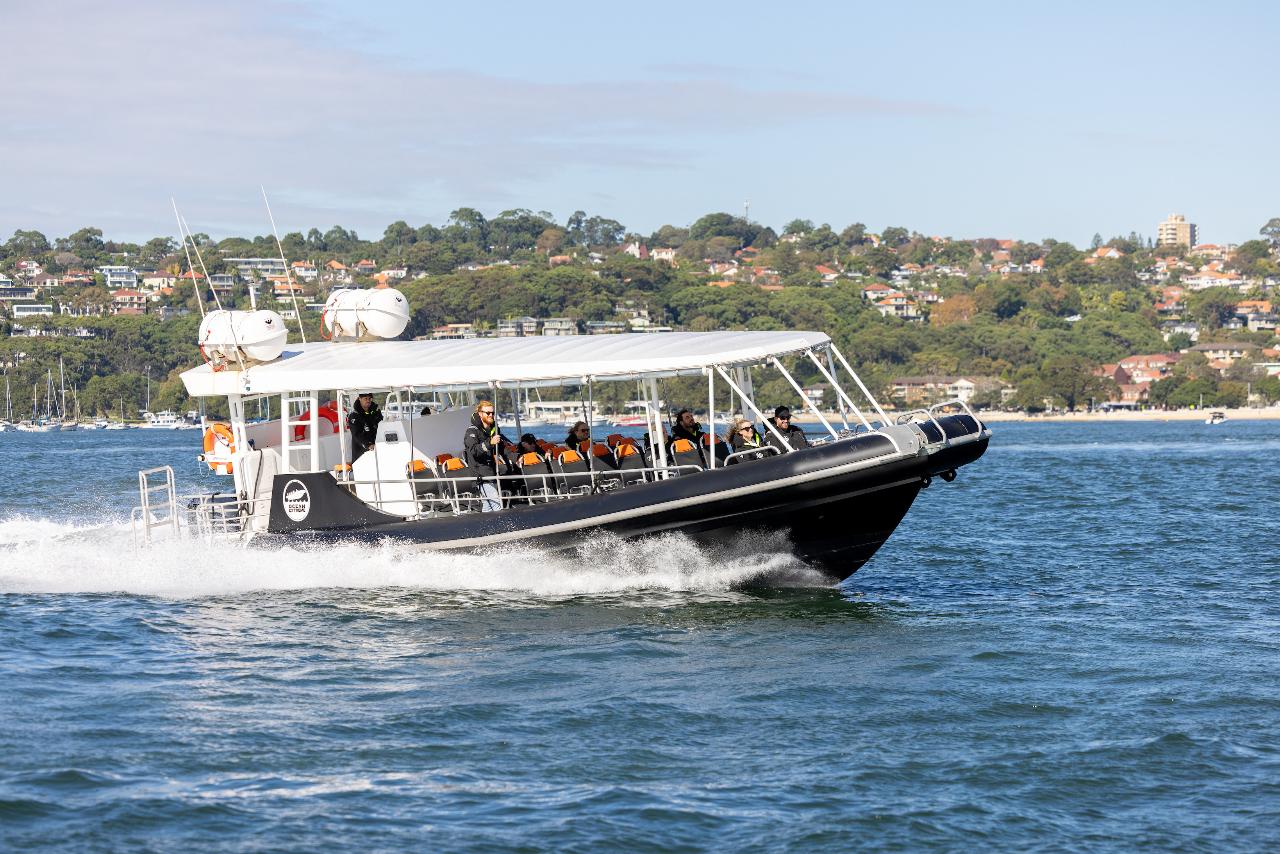 Whale Watching on vessel OSPREY - Circular Quay Departure - Ocean ...