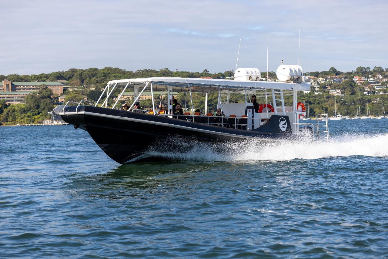 Whale Watching on vessel OSPREY - Circular Quay Departure - Ocean ...