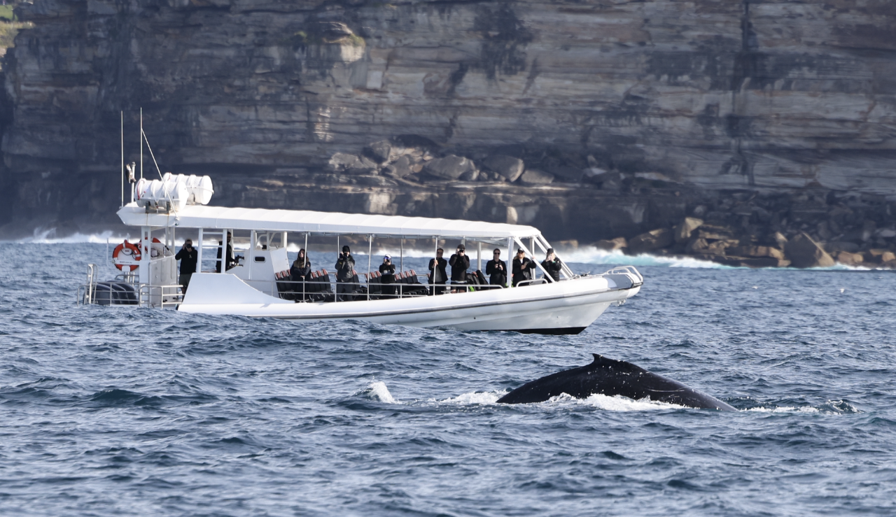 (Resuming in May) Whale Watching on vessel OSPREY - Circular Quay ...