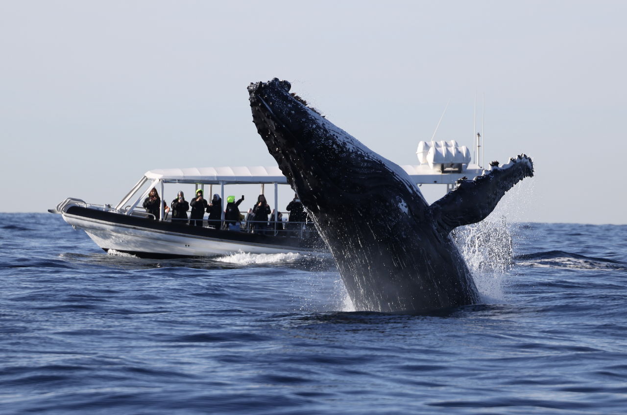 Whale Watching on vessel OSPREY - Circular Quay Departure - Ocean ...
