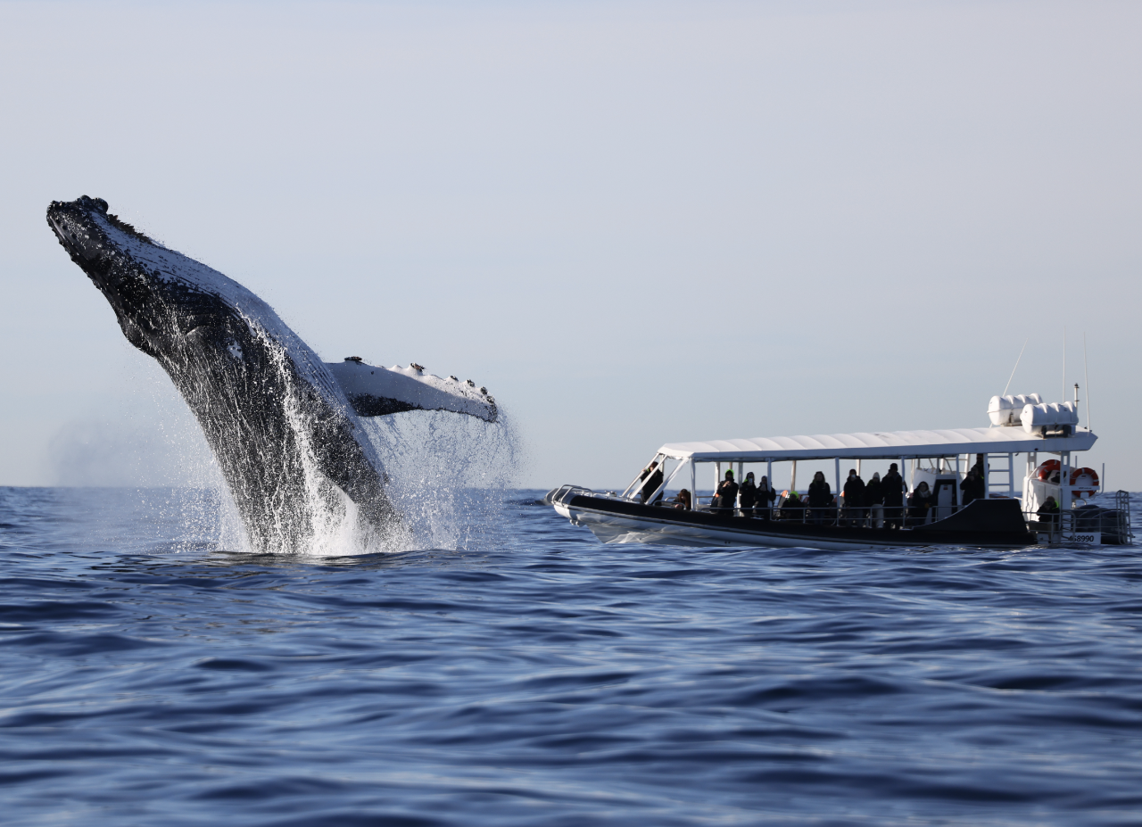 Whale Watching on vessel OSPREY - Circular Quay Departure - Ocean ...