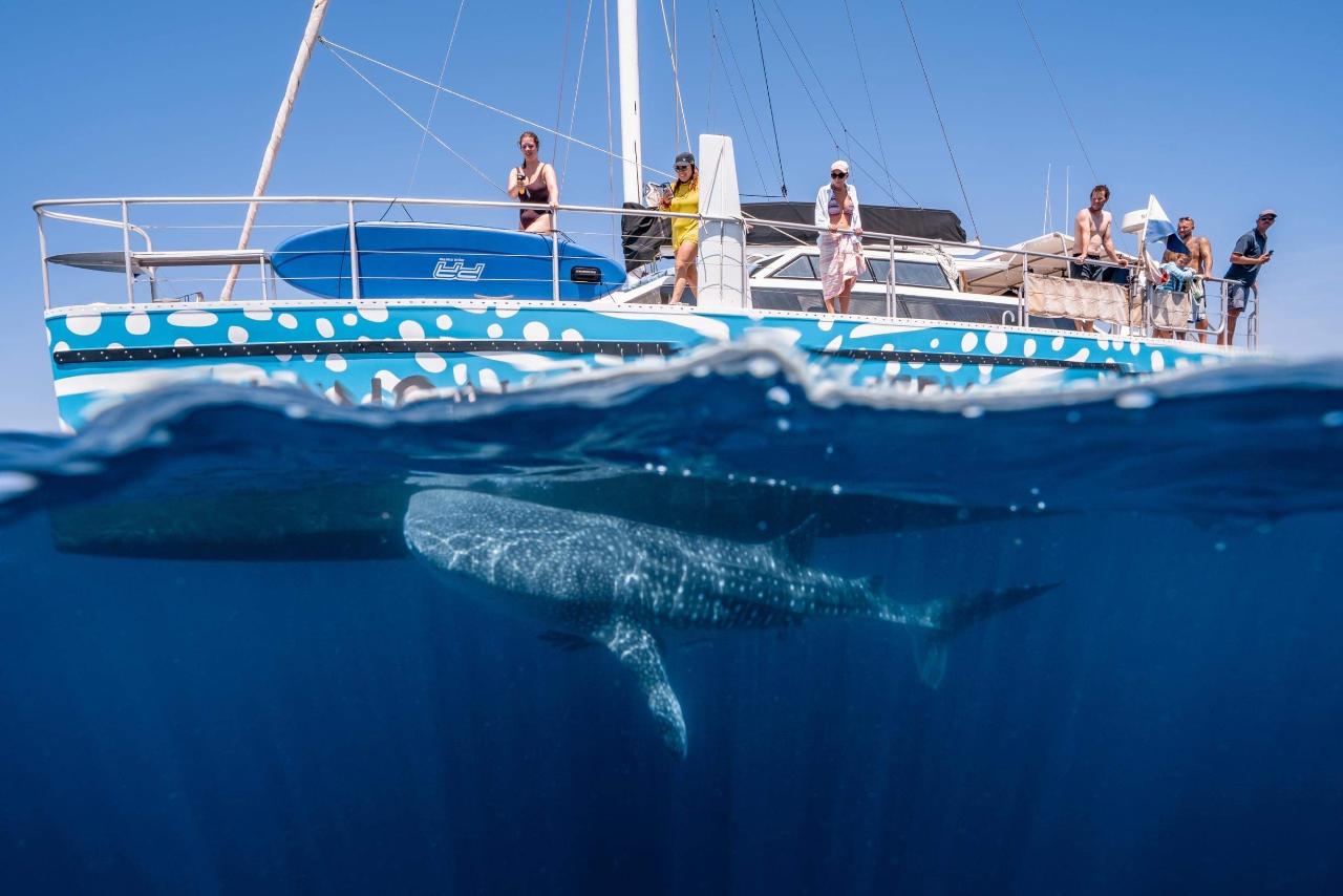 Ningaloo Whale Shark Swim on a Sailing Catamaran 2025 - Ningaloo ...