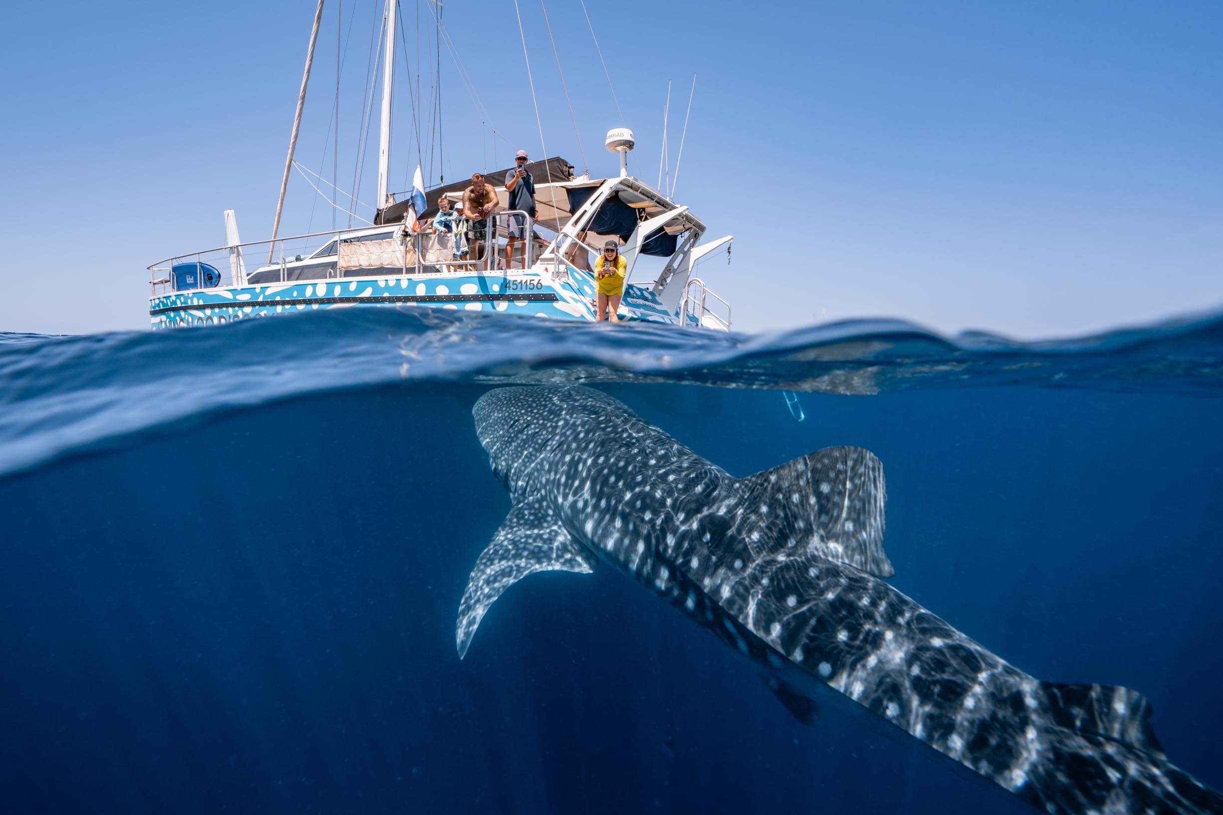 Ningaloo Whale Shark Swim on a Sailing Catamaran 2025 - Ningaloo ...