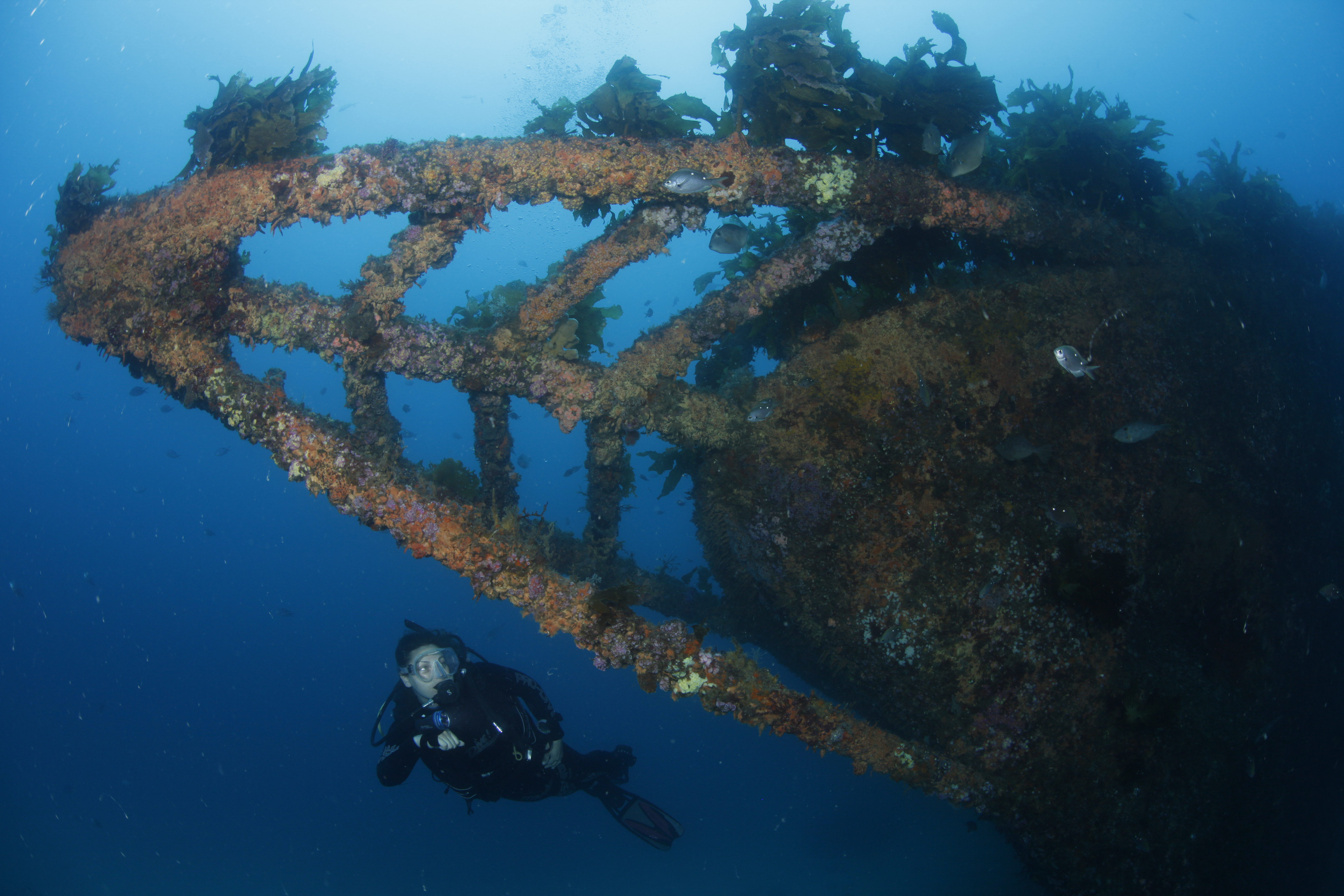 Rainbow Warrior Wreck and Reef Trip - Paihia Dive Reservations