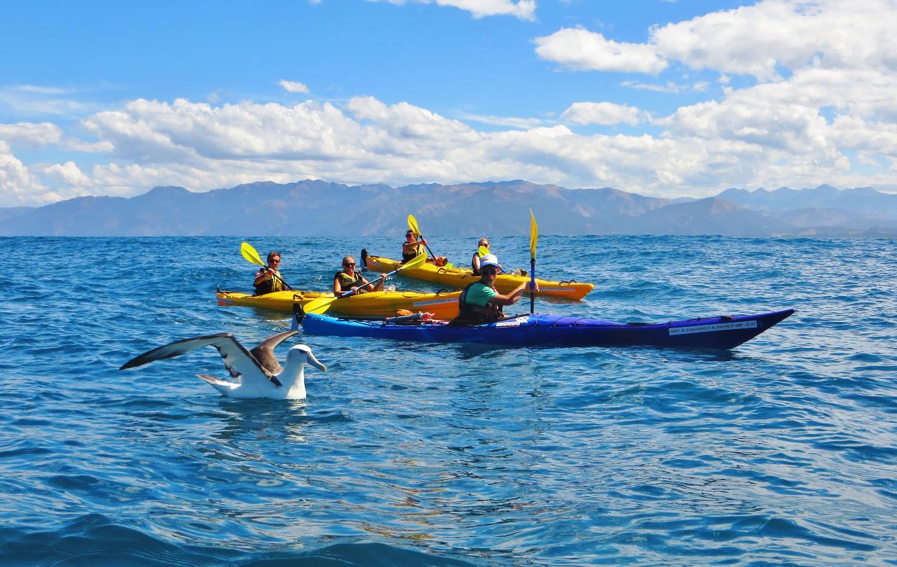 Guided Wildlife Kayaking Experience - Kaikoura Kayaks Reservations