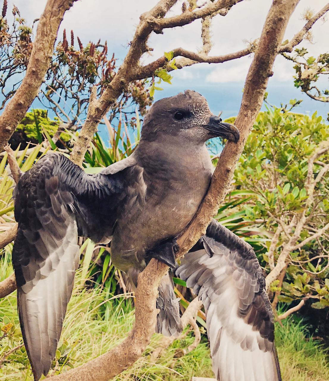 Mount Gower Trek - Lord Howe Environmental Tours Reservations