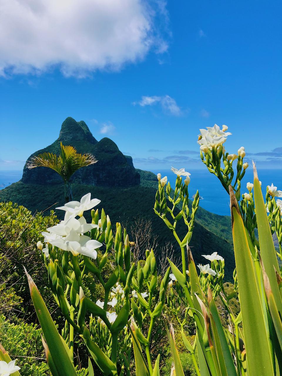 Mount Gower Trek - Lord Howe Environmental Tours Reservations