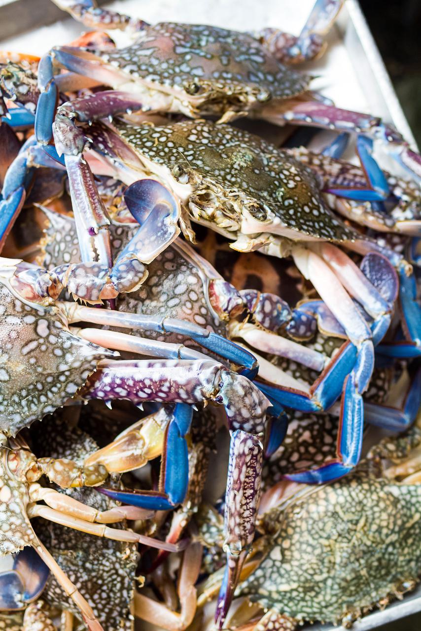 Catch & Eat Crab - Crabbing Tour - Mandurah Cruises
