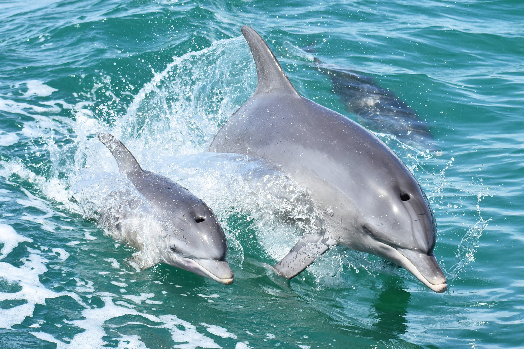 Dolphin Cruise & Views - Mandurah Cruises - Capture the Light ...