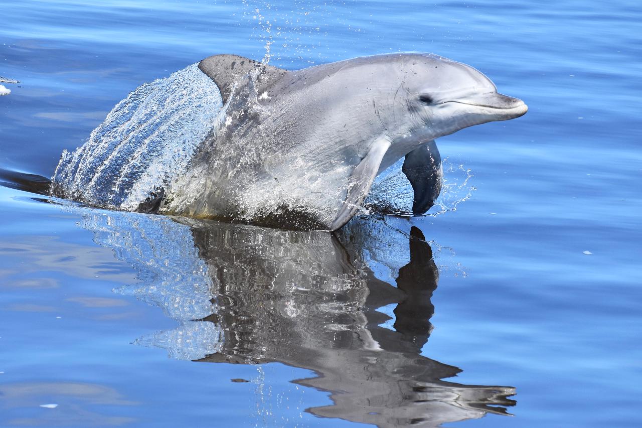 Giant & Dolphin Sightseeing Cruise - Turers - Australia