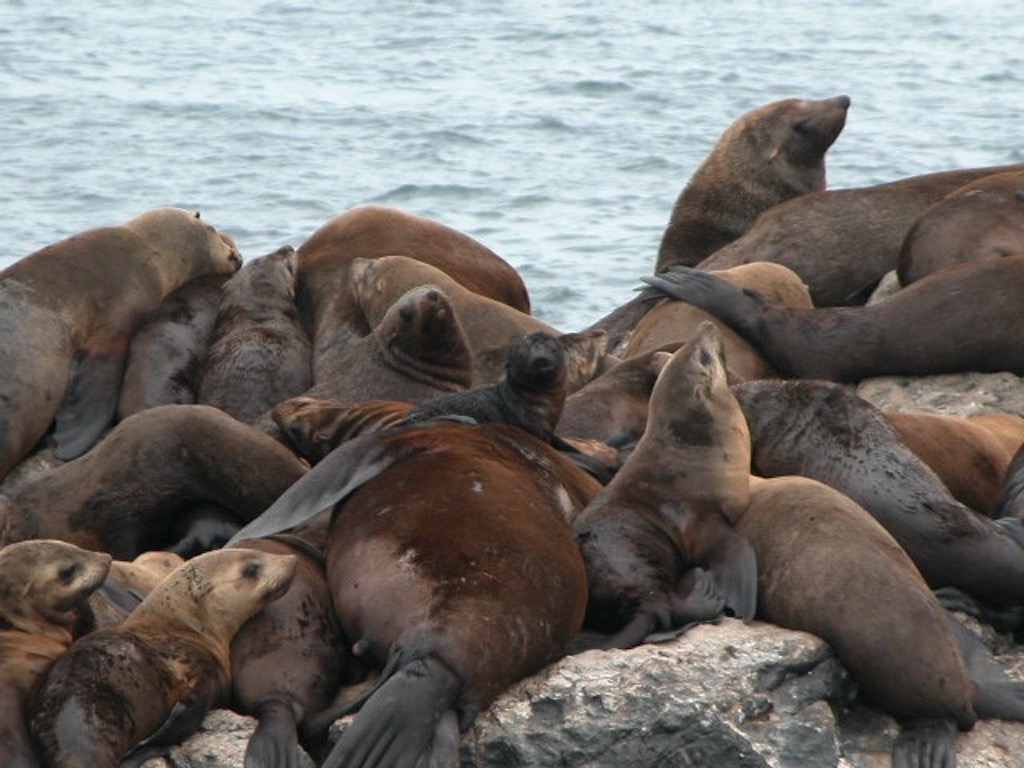 Double Dive - Narooma Charters Reservations