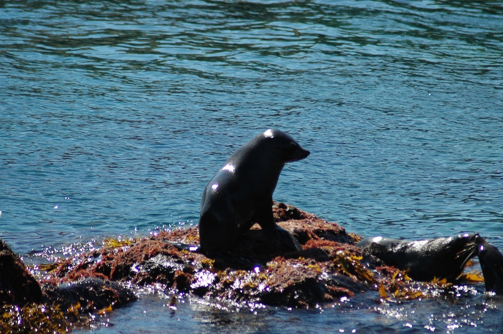 Double Dive - Narooma Charters Reservations