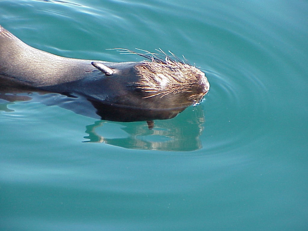 Double Dive - Narooma Charters Reservations