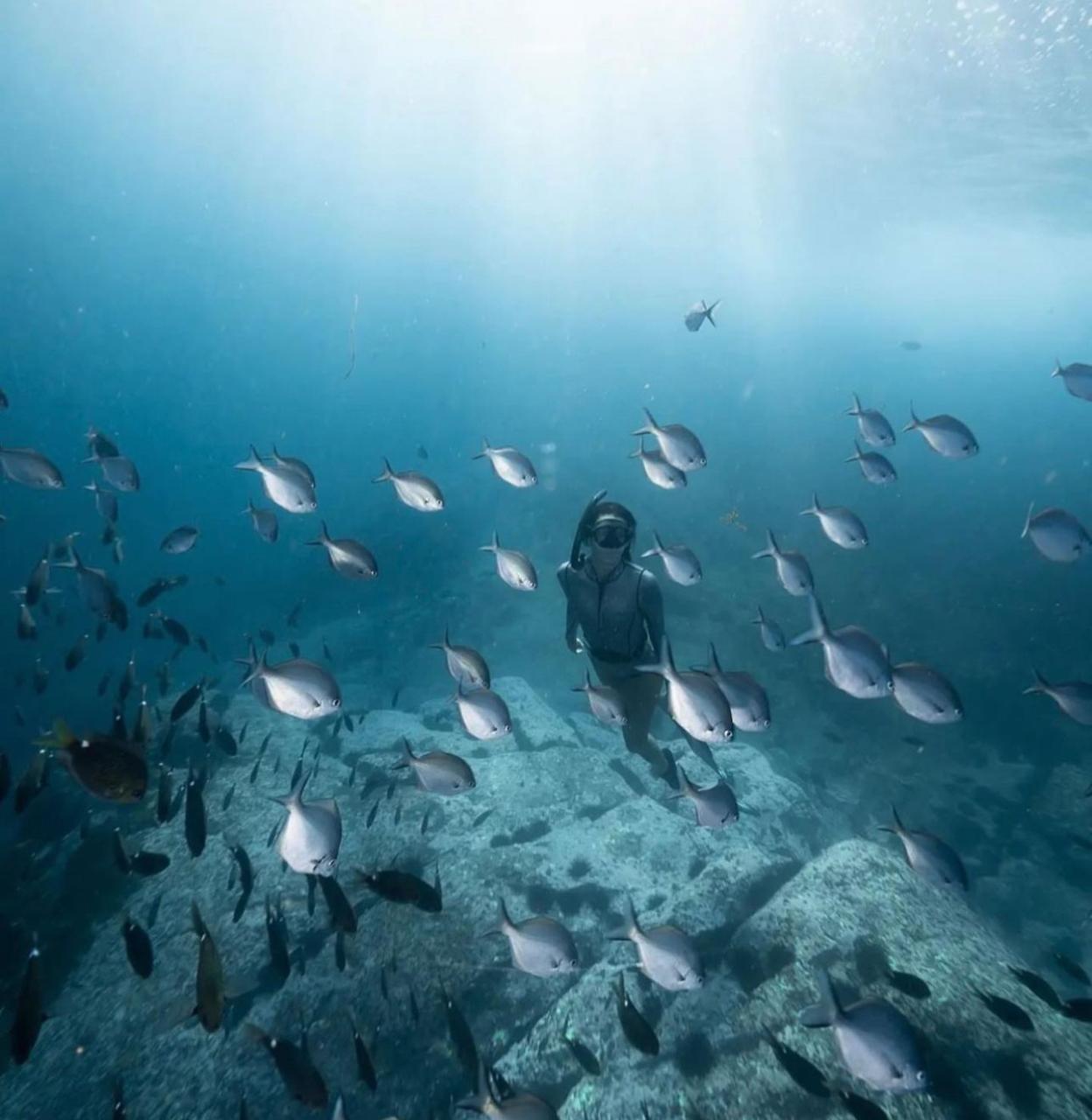 Double Dive & Barunguba Montague Island - Narooma Charters Reservations
