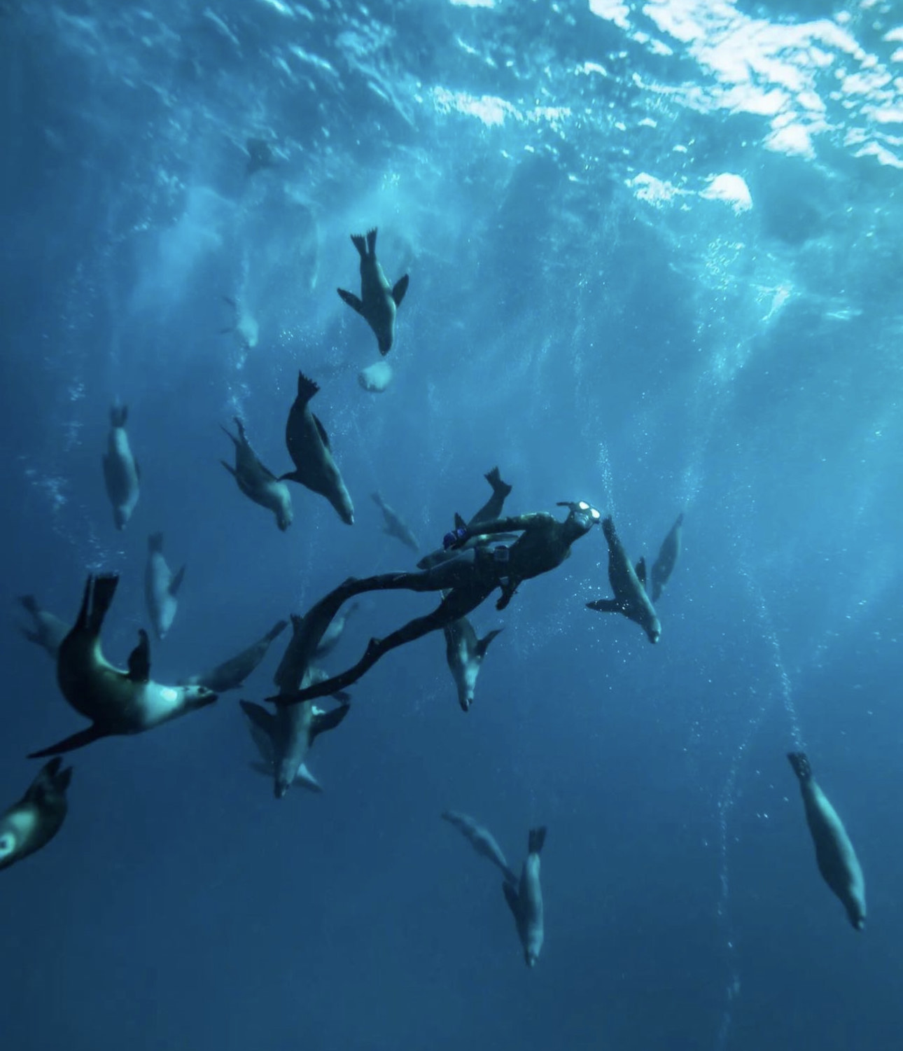 Double Dive & Barunguba Montague Island - Narooma Charters Reservations