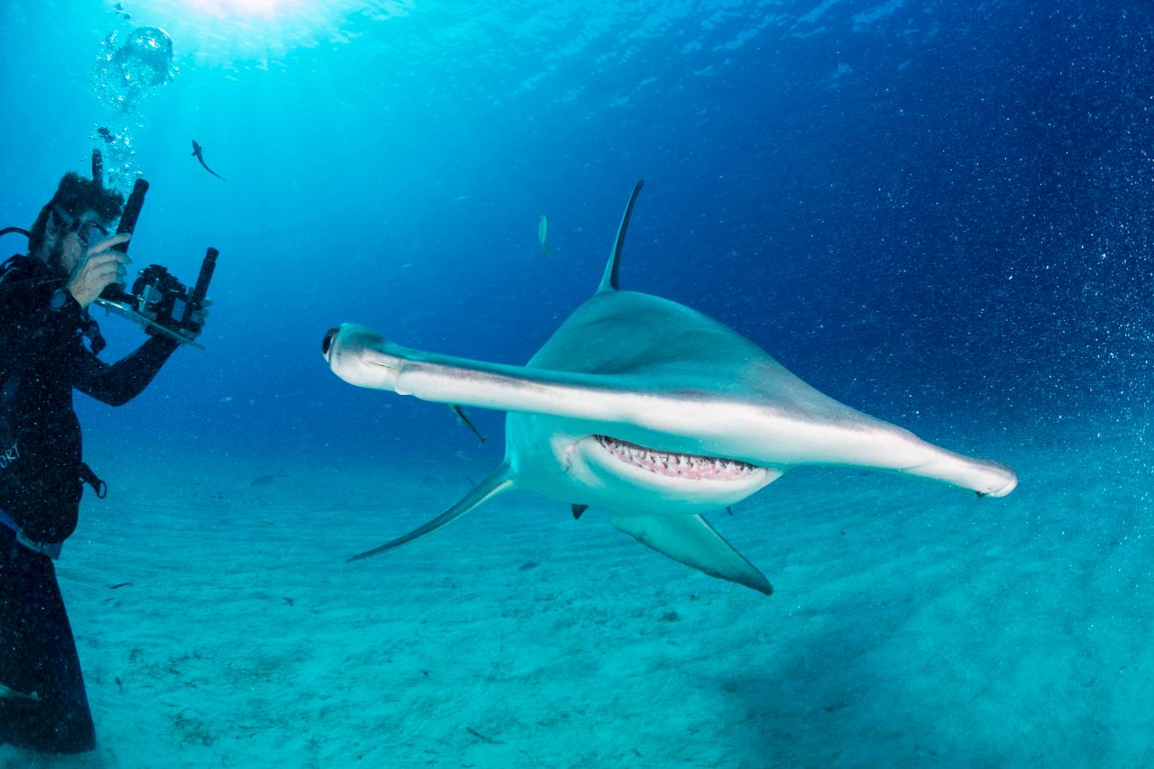 Hammerhead Shark Experience Dive Charter - New Zealand Diving Reservations