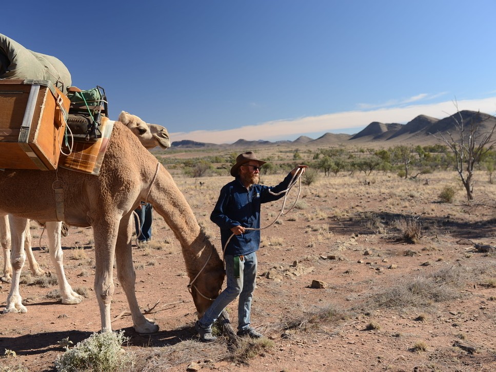 Flinders Ranges - Ikara with Camels nine day walking tour holiday