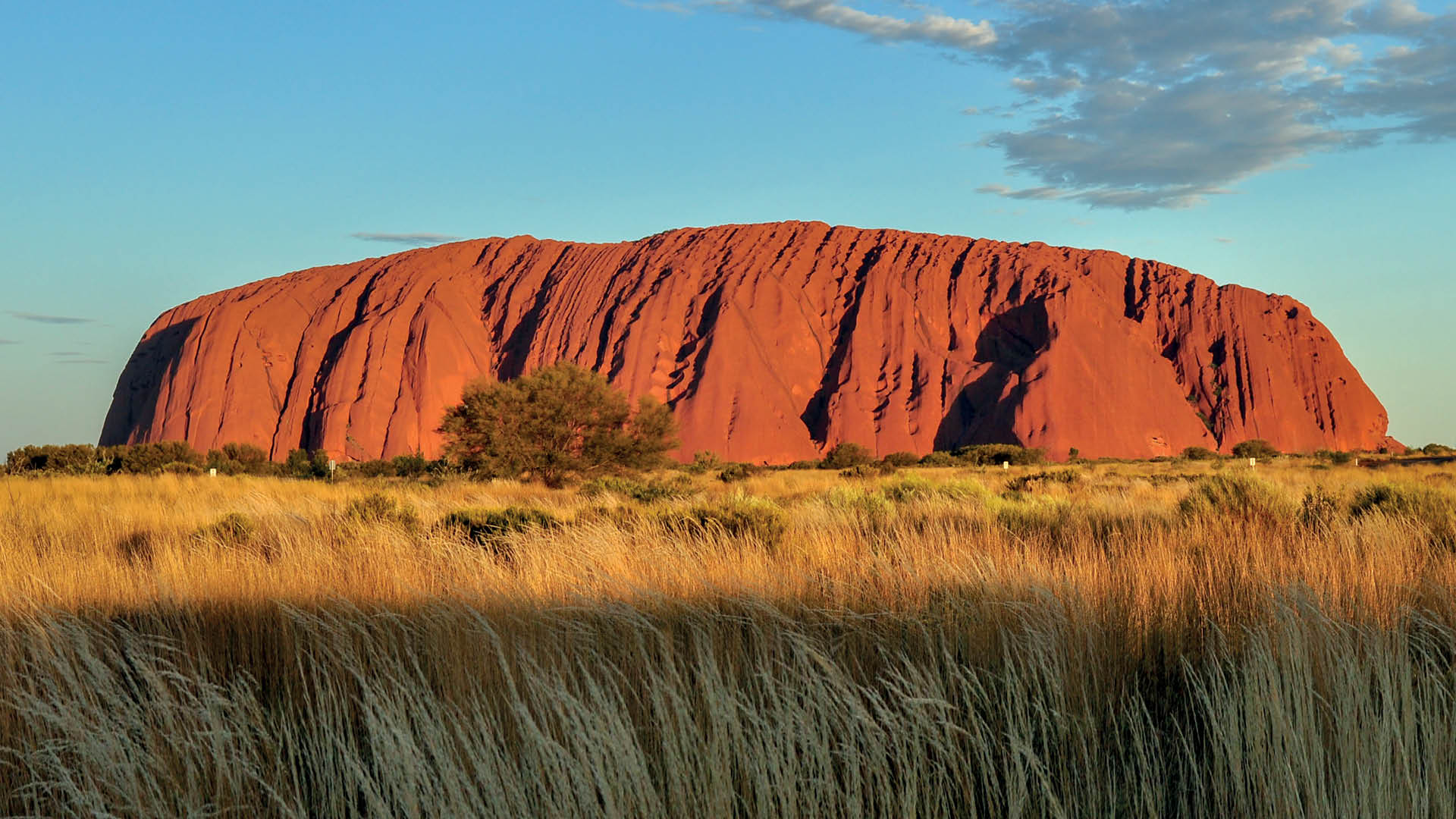 Uluru BBQ & Field of Light - Tourism Town - The Tourism Marketplace ...