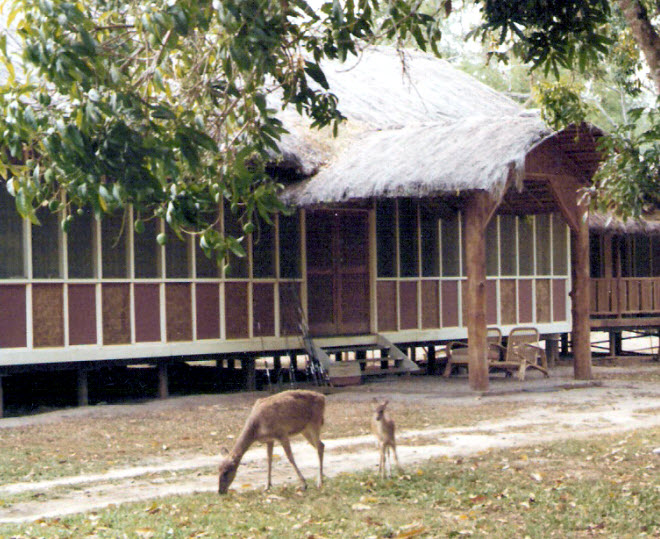 Bensbach WIldlife Lodge (Bensbach River, Far West PNG) | Papua New ...