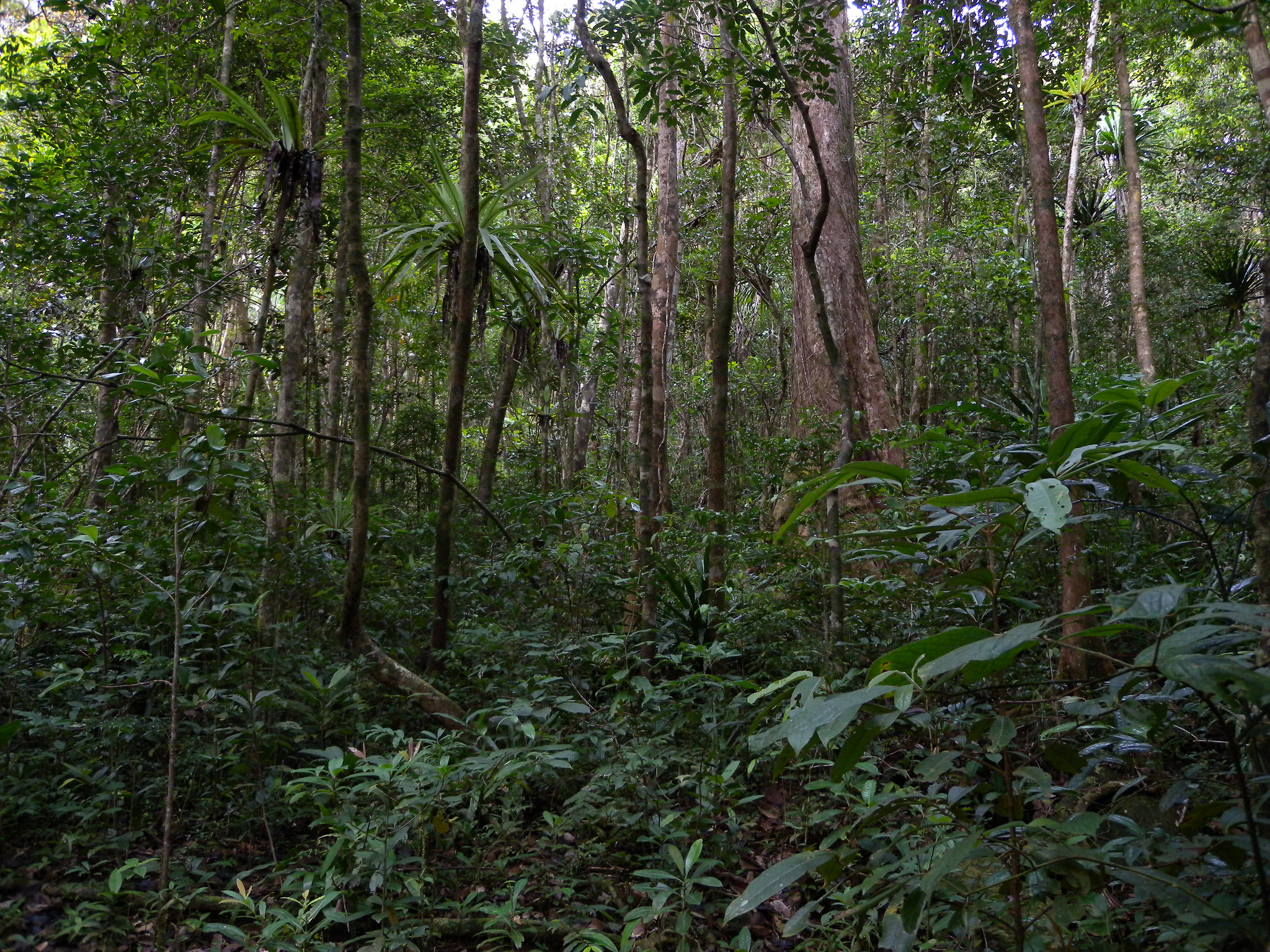 4-Day Northeastern Madagascar Nature Hiking Tour