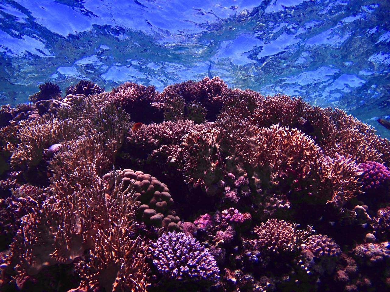 Maskali and Moucha Islands Snorkeling Adventure from Djibouti