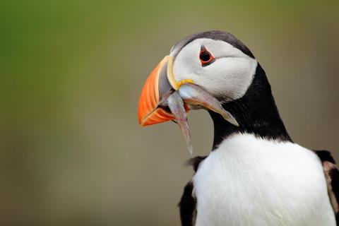 Staffa and Treshnish Isles Wildlife Tour - Staffa Tours Reservations