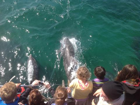 Staffa and Treshnish Isles Wildlife Tour - Staffa Tours Reservations
