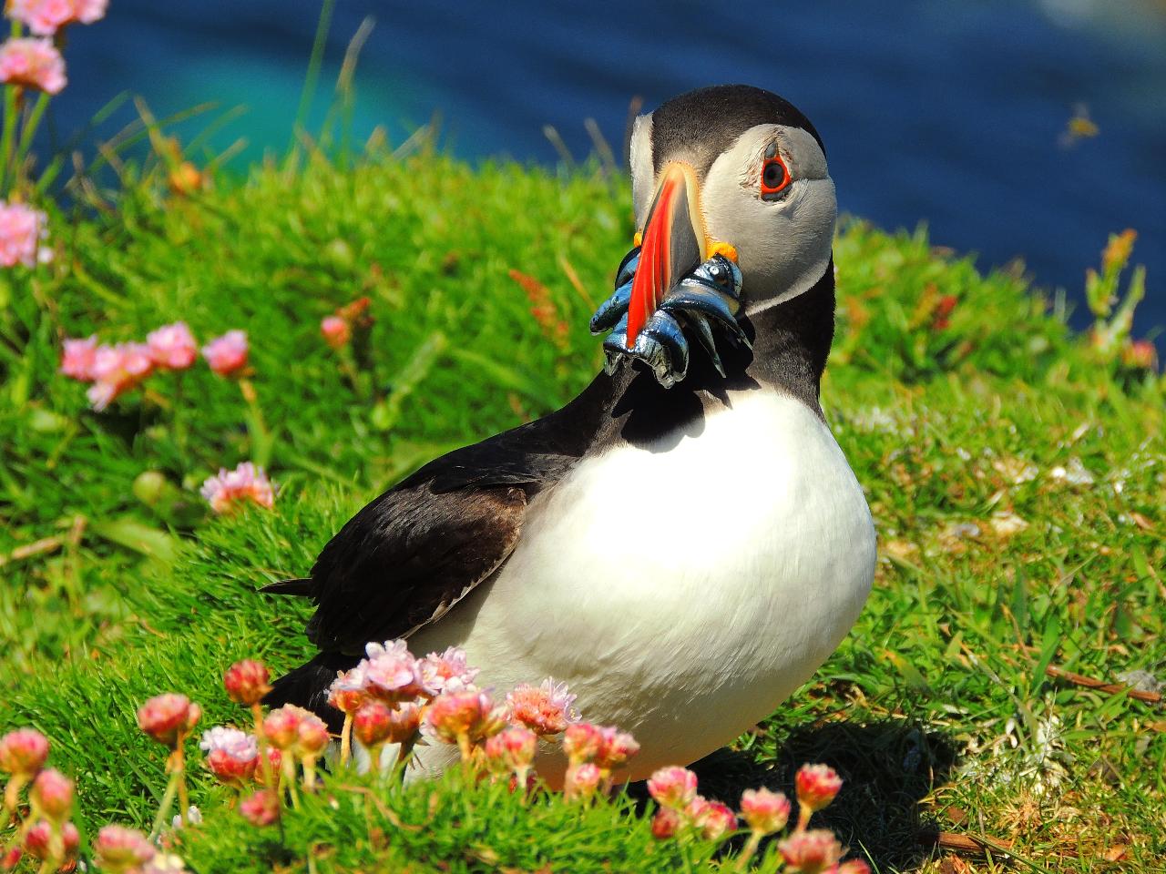 Staffa and Treshnish Isles Wildlife Tour - Staffa Tours Reservations