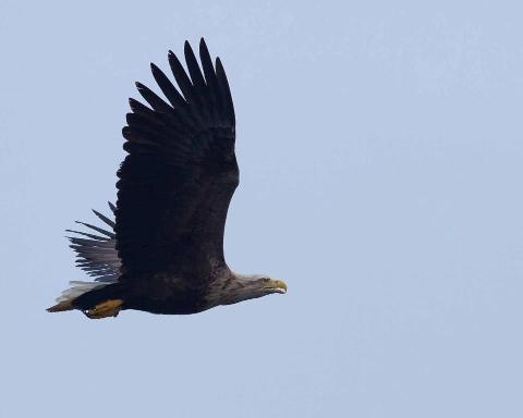 Staffa and Treshnish Isles Wildlife Tour - Staffa Tours Reservations