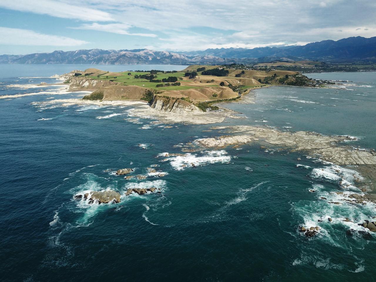 Kaikoura Whale Watching