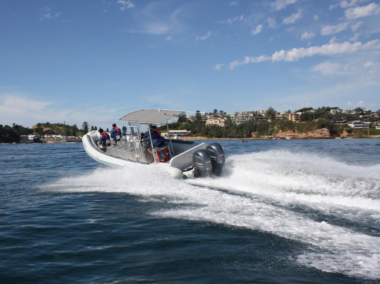 dolphin watching boat tour