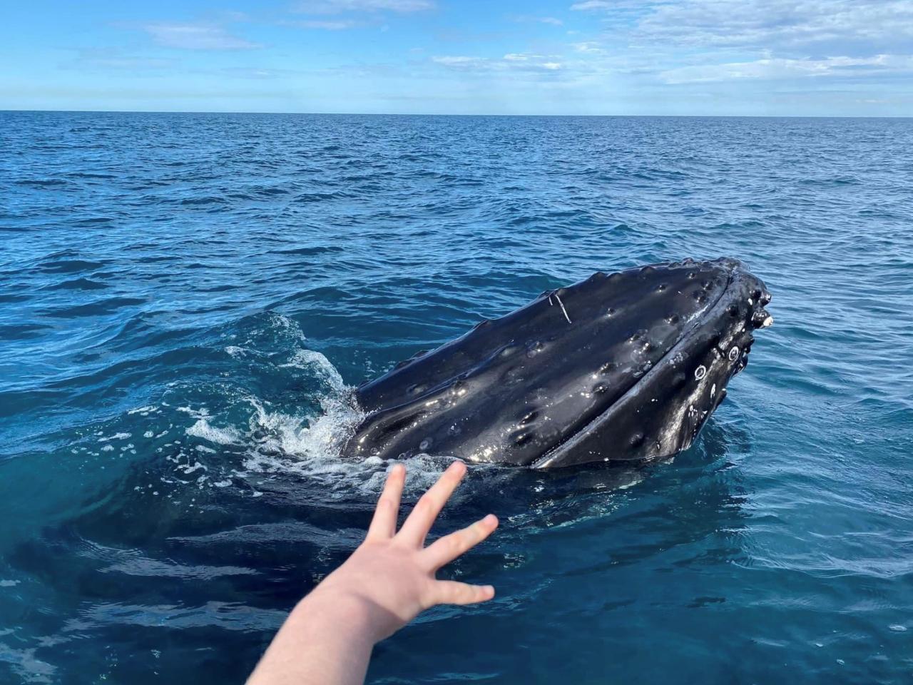 Whale Watching - Terrigal Ocean Tours Reservations