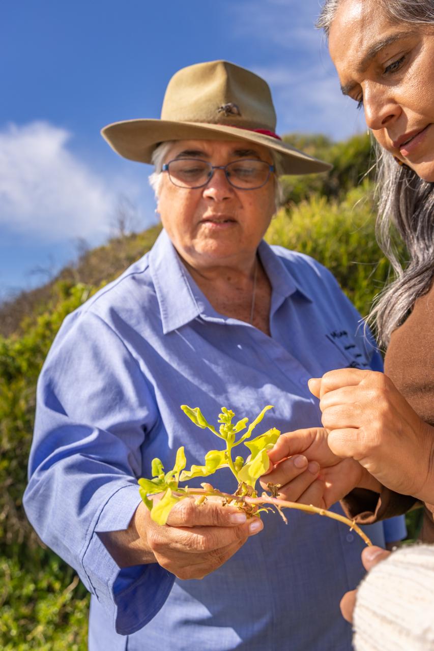 WELCOME TO COUNTRY - BUSH TUCKER & BUSH MEDICINE CULTURAL WALK WITH ...