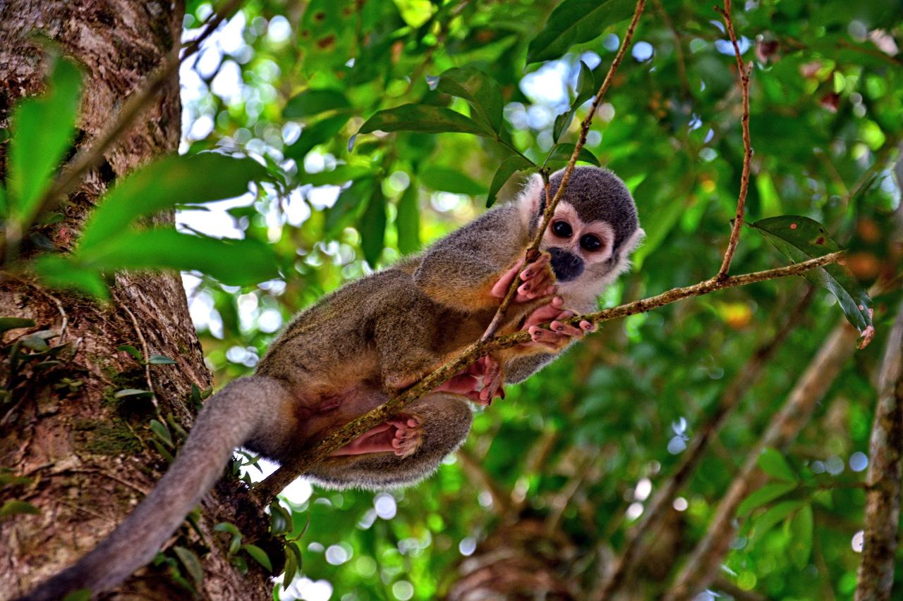 NAPO RIVER & AMAZOONICO RESERVE Full Day - Selina Amazon Tena Reservations