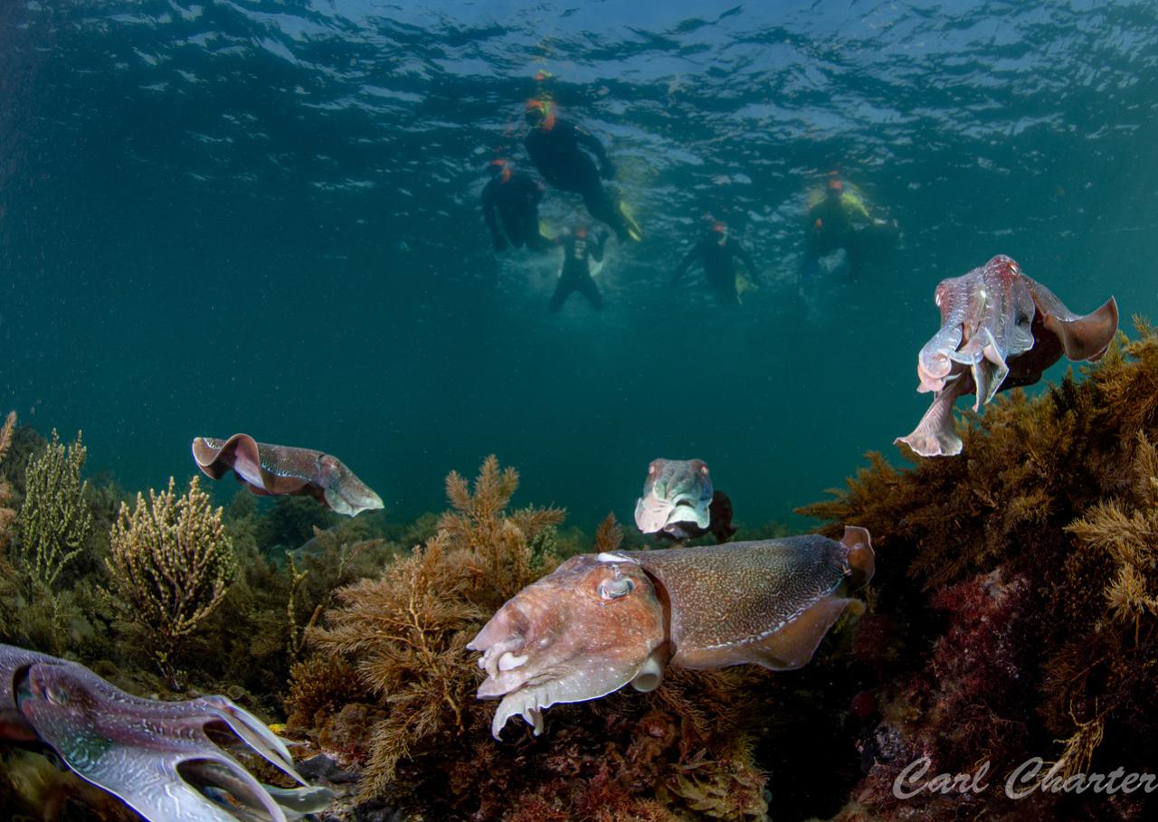 CuttleFest Extravaganza! Swim with GIANT Cuttlefish - Whyalla - July ...