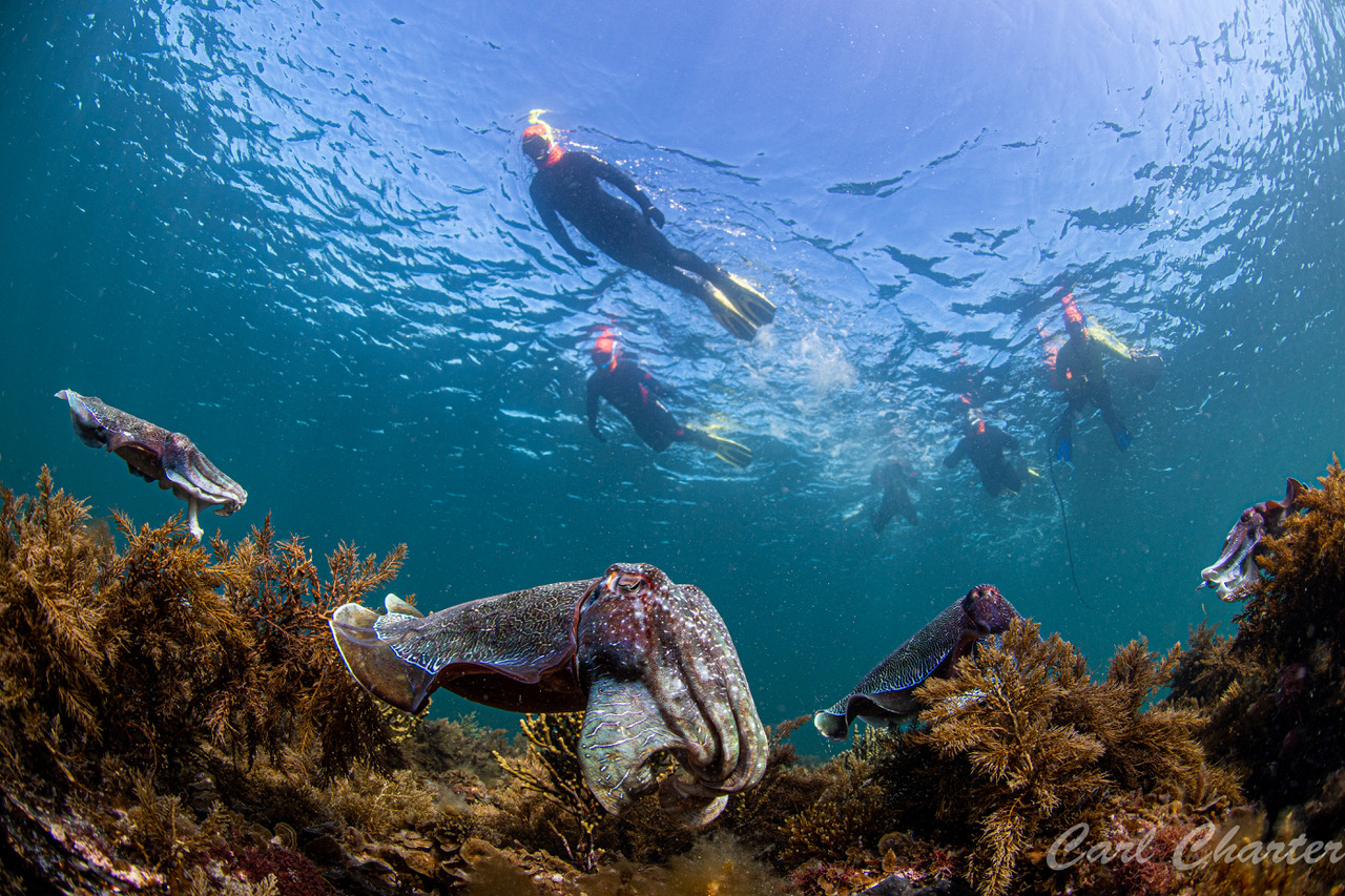 CuttleFest Extravaganza! Swim with GIANT Cuttlefish - Whyalla - July ...